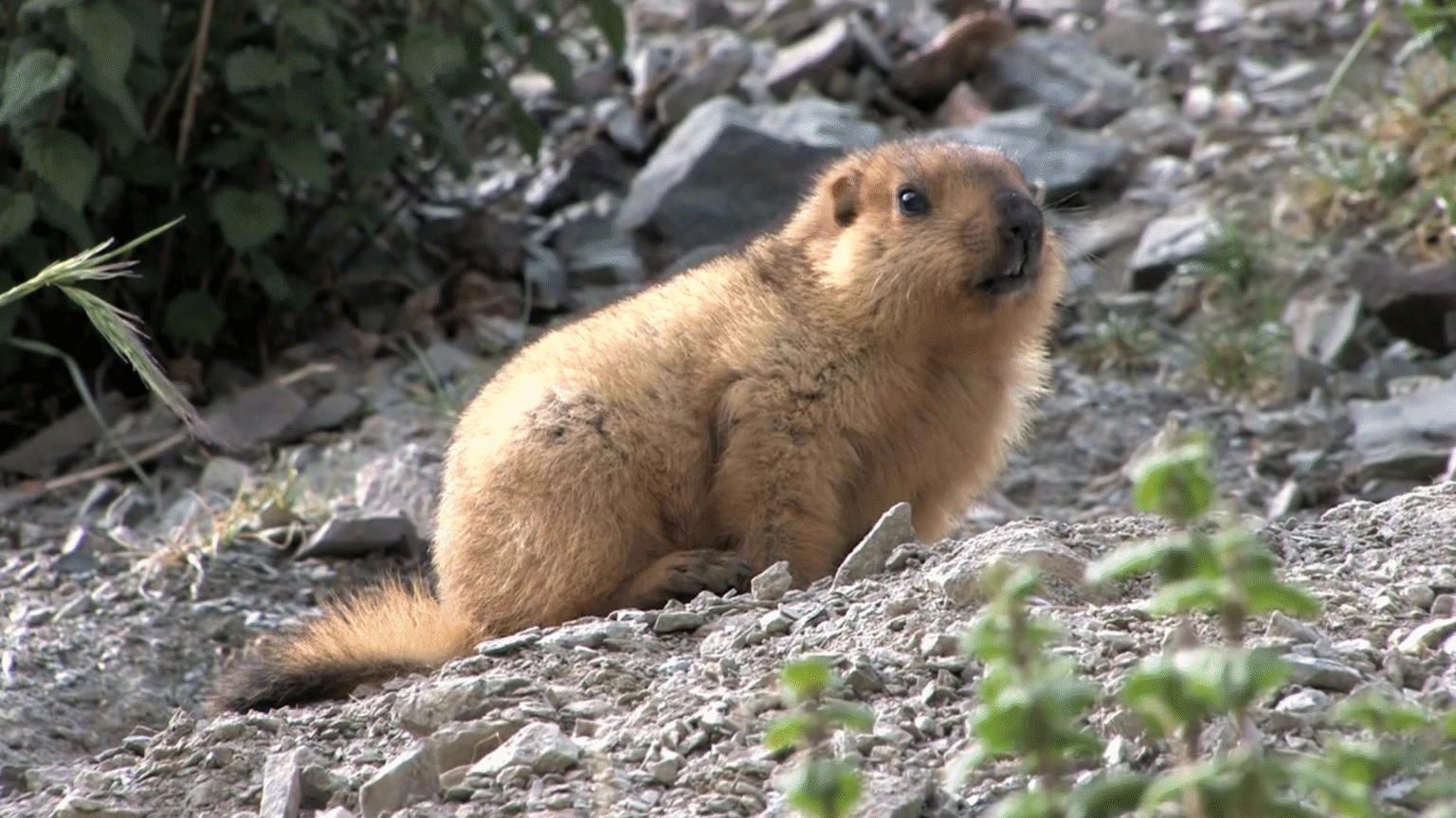 Marvelous Marmots: Chonky Whistling Survivors of the Mountains