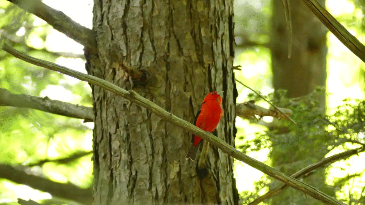 Scarlet Tanager: The Fiery Color-Changing Songbird of the Forest