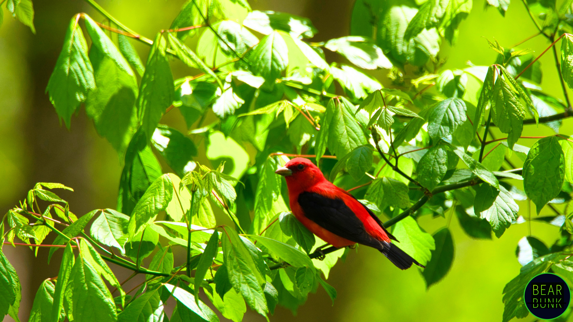 Scarlet Tanager: The Fiery Color-Changing Songbird of the Forest