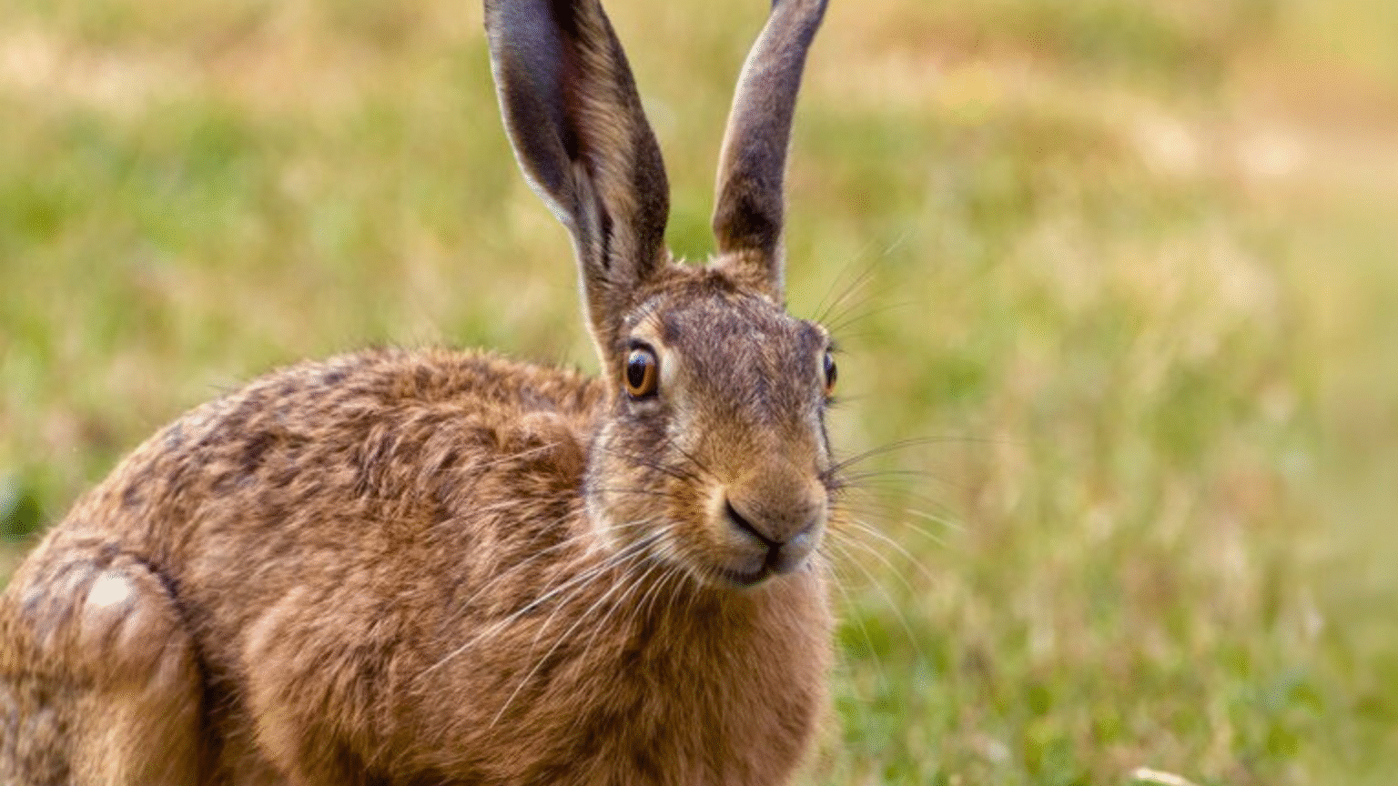 Fast and Furriest: Meet the Fast, Fierce, and Fluffy Legends of the ...