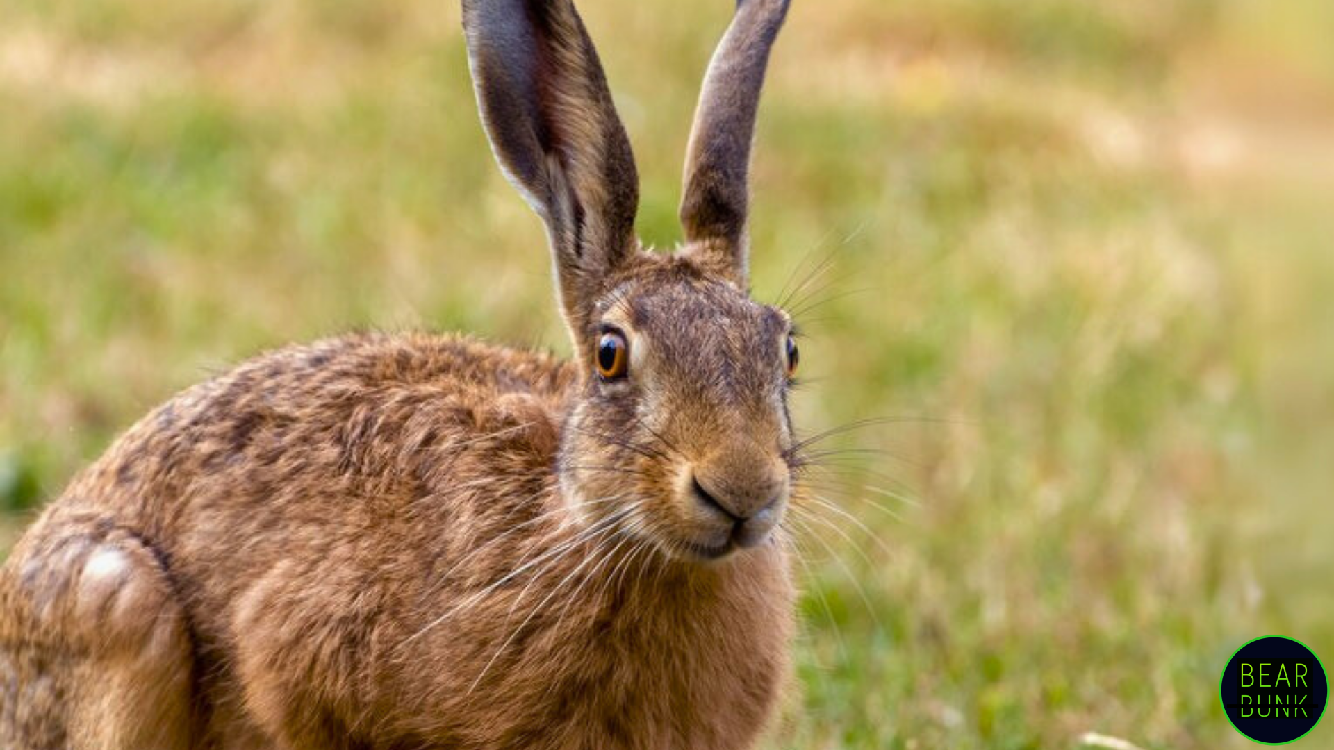 Fast and Furriest: Meet the Fast, Fierce, and Fluffy Legends of the ...