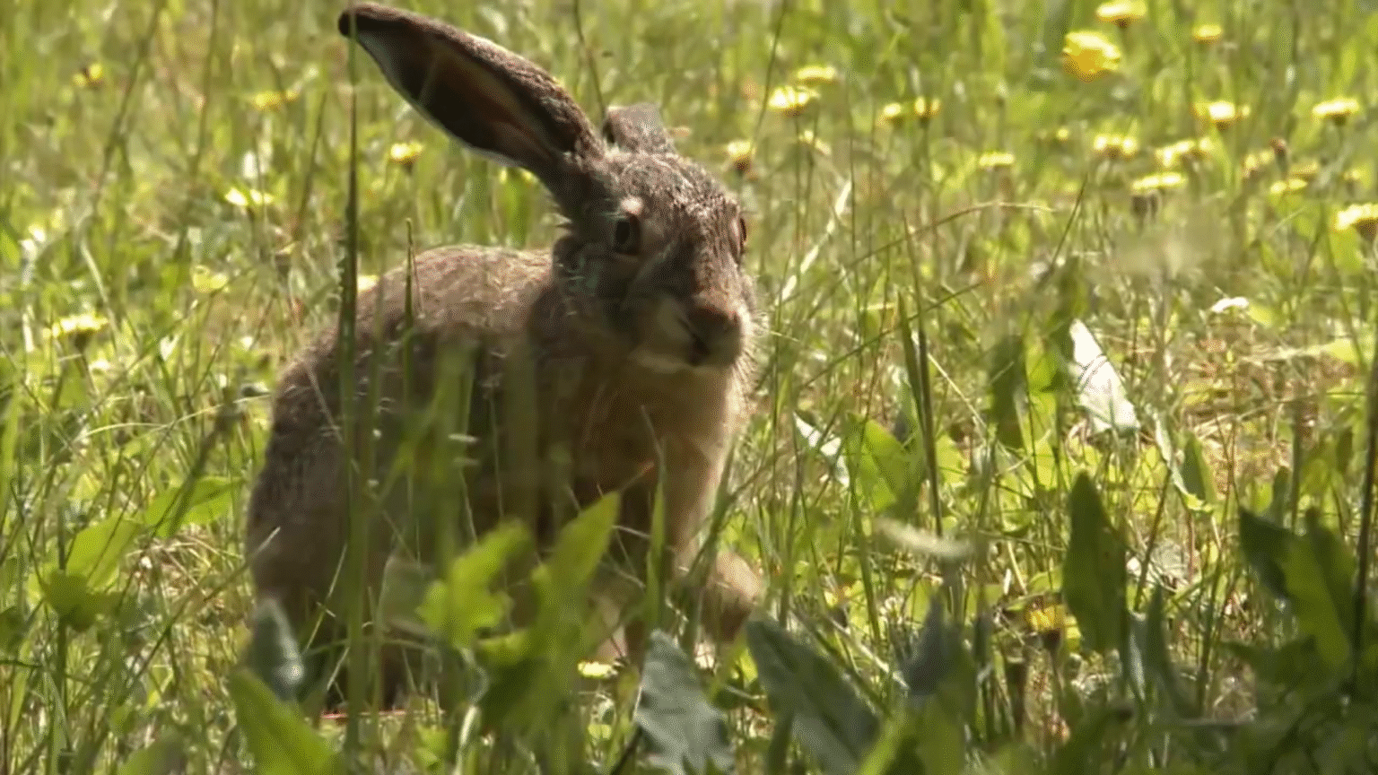 Fast and Furriest: Meet the Fast, Fierce, and Fluffy Legends of the ...