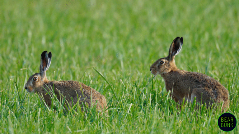 Fast and Furriest: Meet the Fast, Fierce, and Fluffy Legends of the ...