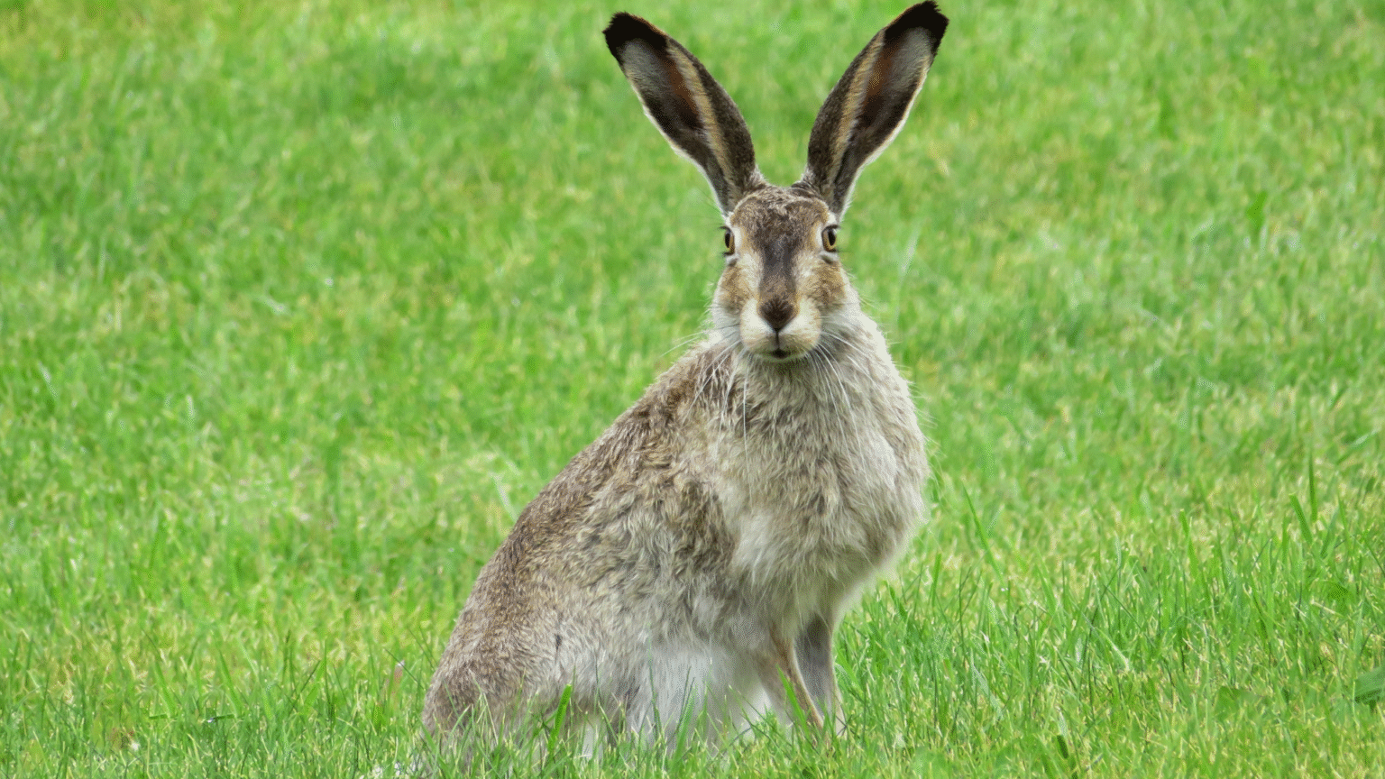 Fast and Furriest: Meet the Fast, Fierce, and Fluffy Legends of the ...