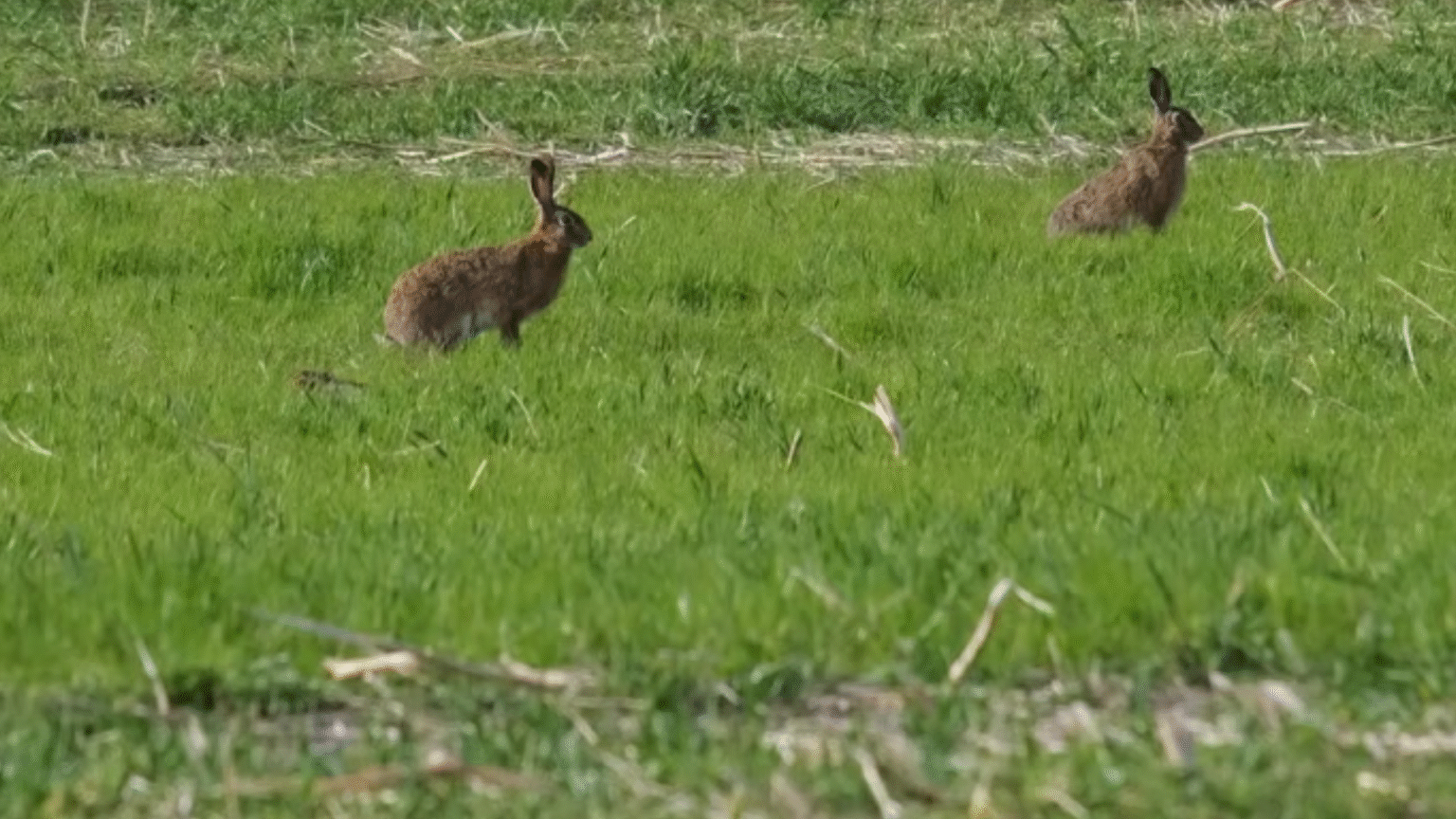 Fast and Furriest: Meet the Fast, Fierce, and Fluffy Legends of the ...