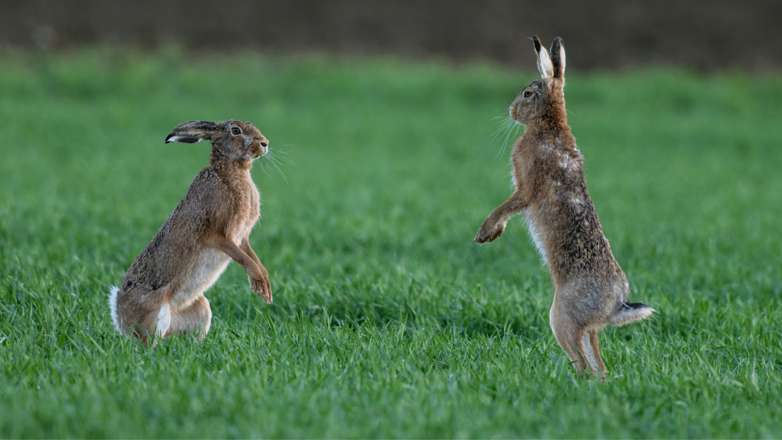 Fast and Furriest: Meet the Fast, Fierce, and Fluffy Legends of the ...
