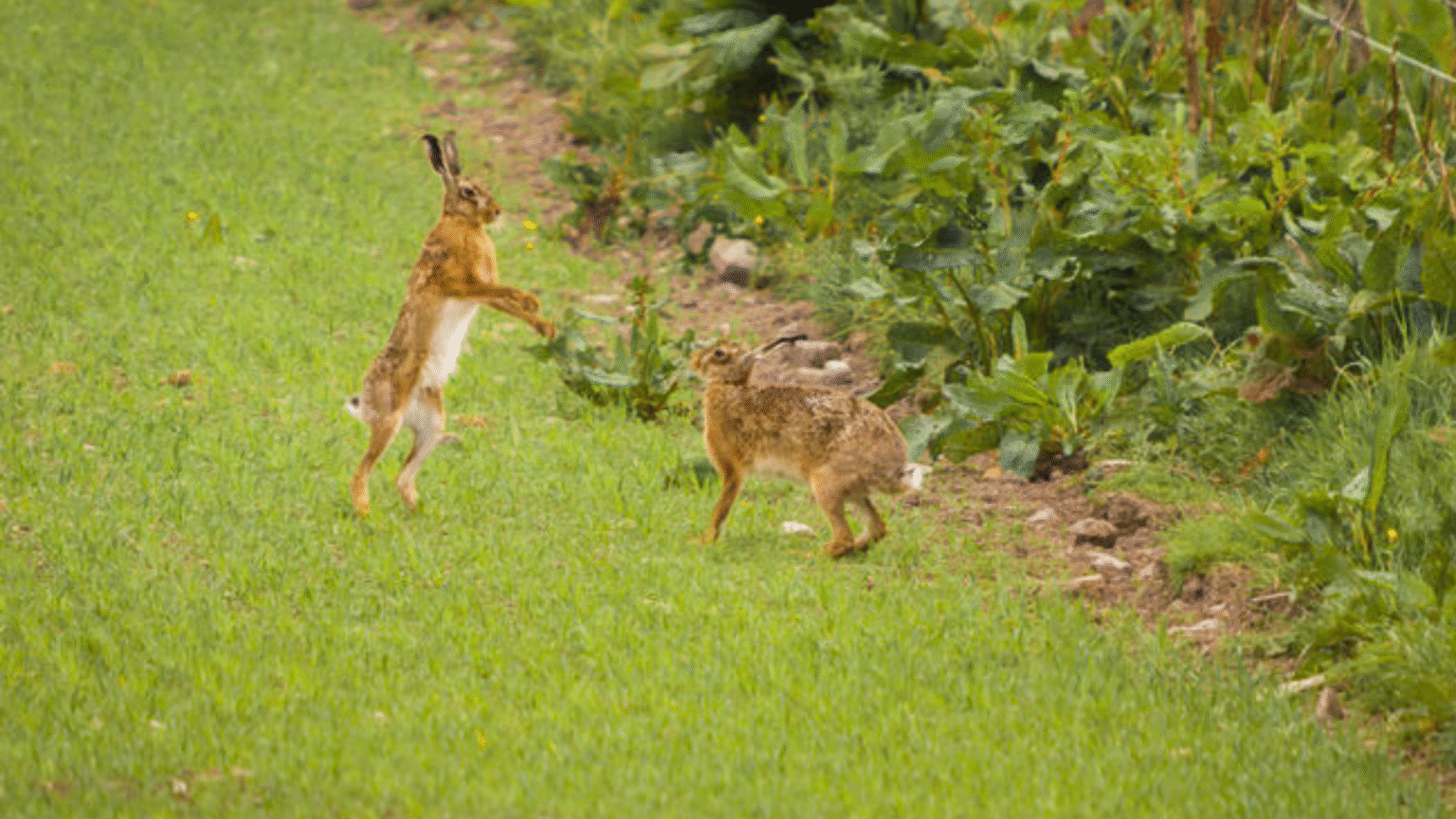 Fast and Furriest: Meet the Fast, Fierce, and Fluffy Legends of the ...