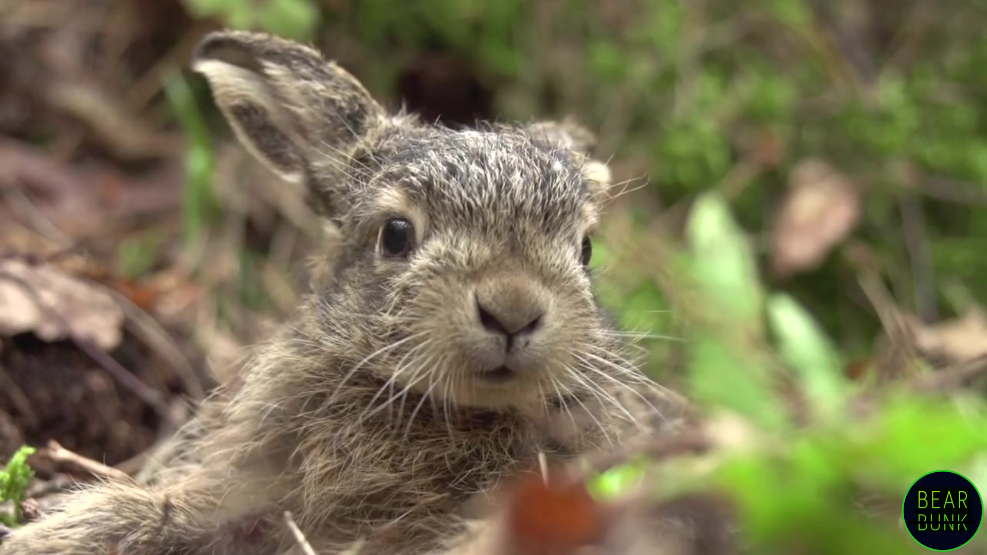 Fast and Furriest: Meet the Fast, Fierce, and Fluffy Legends of the ...