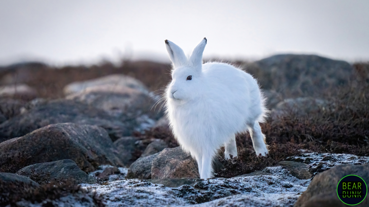 Fast and Furriest: Meet the Fast, Fierce, and Fluffy Legends of the ...