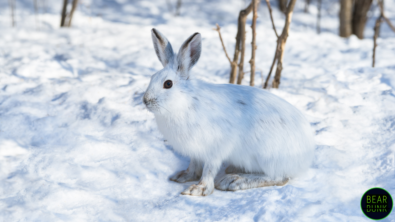 Fast and Furriest: Meet the Fast, Fierce, and Fluffy Legends of the ...