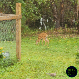 Backyard Wildlife Watching Guide: How to Spot Animals in Your Own Backyard