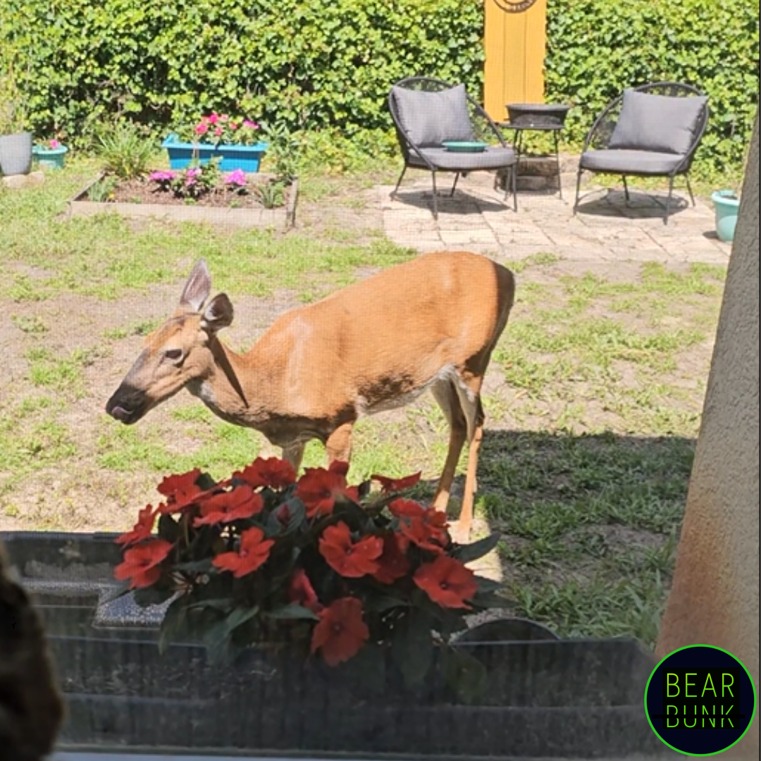 Backyard Wildlife Watching Guide: How to Spot Animals in Your Own Backyard