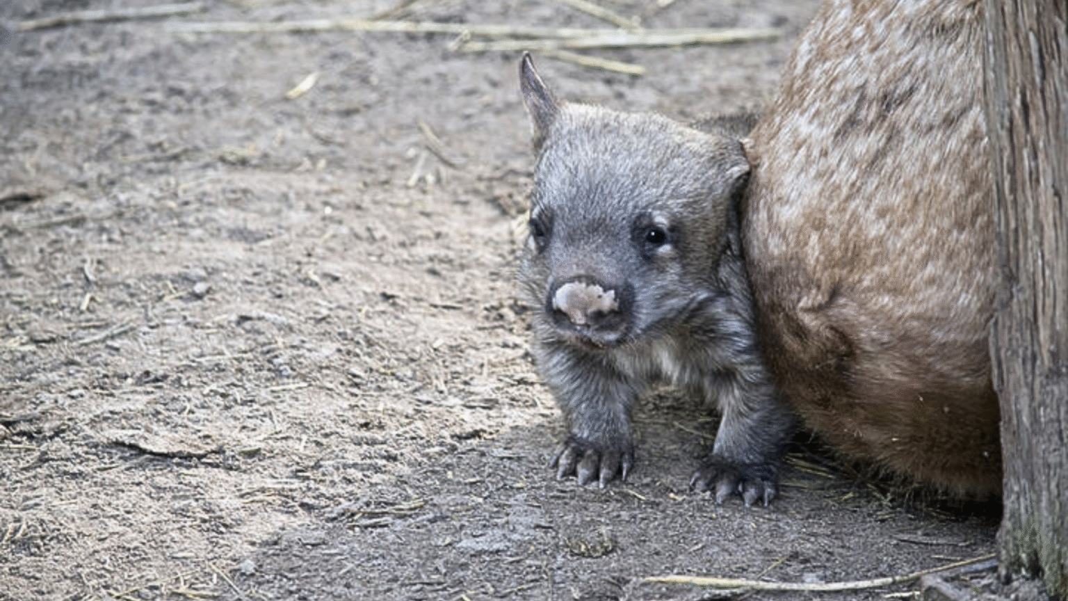 Meet the Wombat – Australia’s Adorable Engineer That Poops Cubes