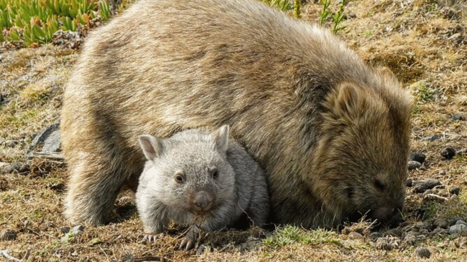 Meet the Wombat – Australia’s Adorable Engineer That Poops Cubes