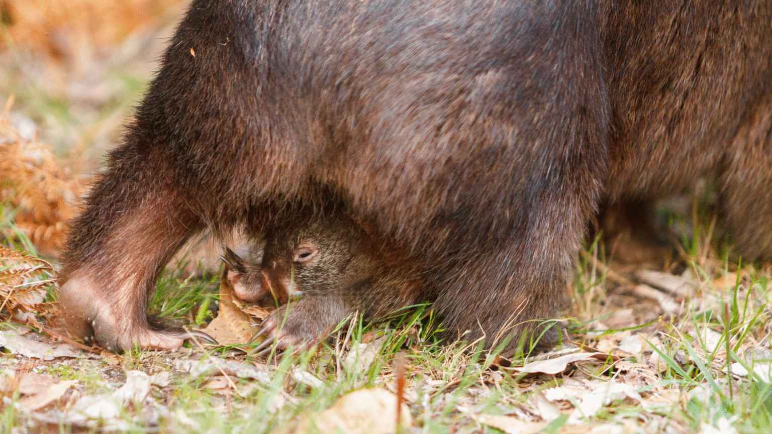 Meet the Wombat – Australia’s Adorable Engineer That Poops Cubes