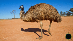 Meet the Emu – Fast, Fierce & Flightless!