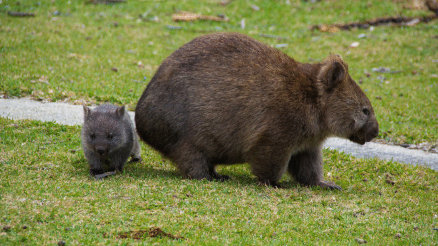 Meet the Wombat – Australia’s Adorable Engineer That Poops Cubes