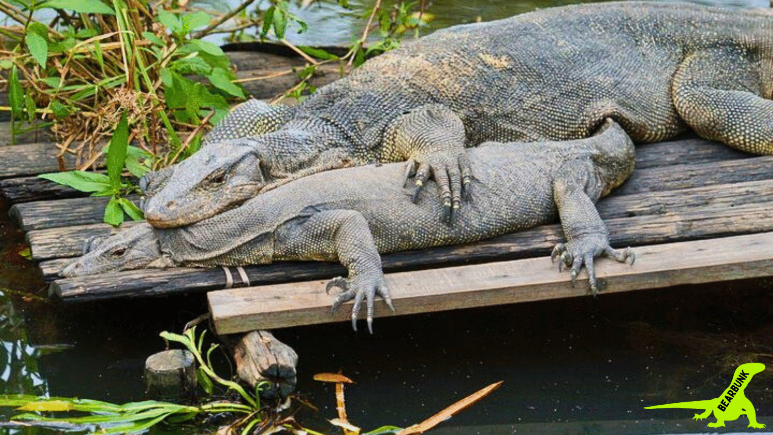 Monitor Lizards – Smart, Strong & Surprising Reptiles | BearBunk