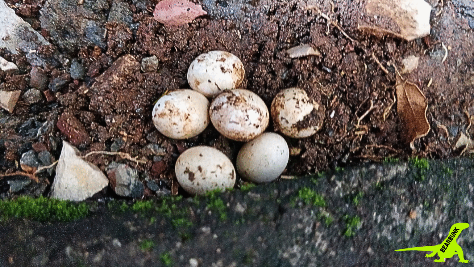 Monitor Lizards – Smart, Strong & Surprising Reptiles | BearBunk