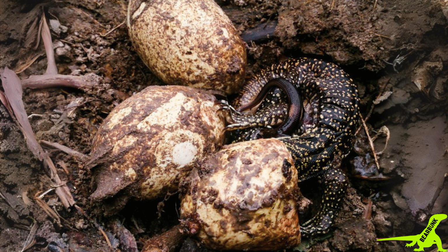 Monitor Lizards – Smart, Strong & Surprising Reptiles | BearBunk