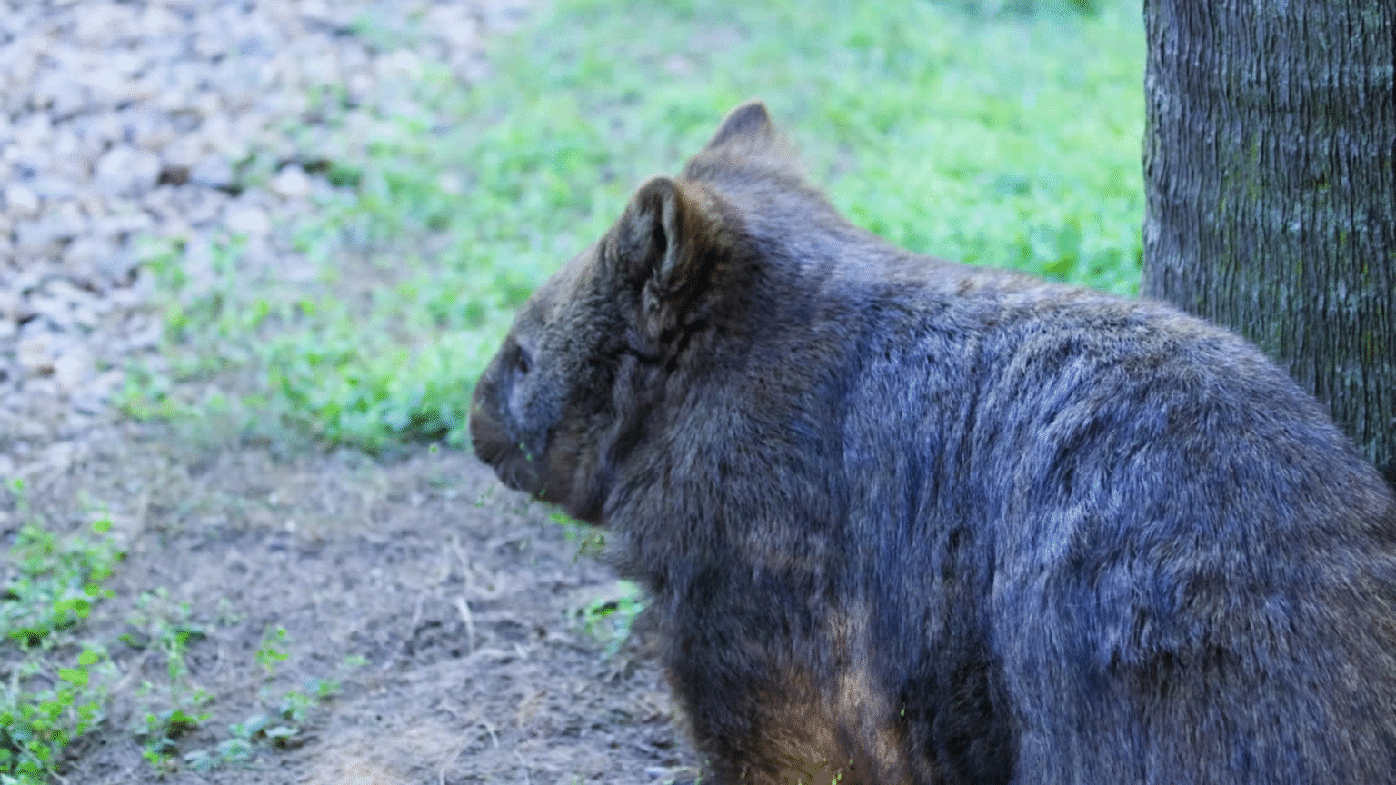 Meet the Wombat – Australia’s Adorable Engineer That Poops Cubes