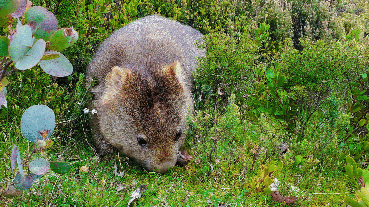 Meet the Wombat – Australia’s Adorable Engineer That Poops Cubes