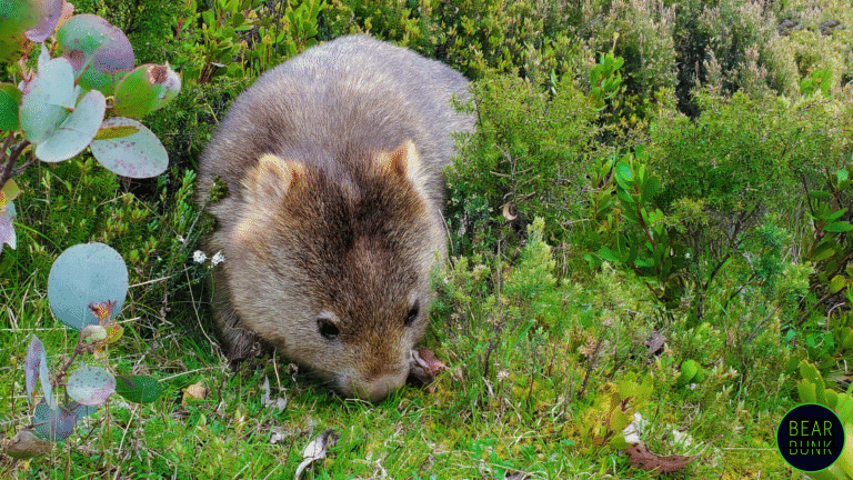 Meet the Wombat – Australia’s Adorable Engineer That Poops Cubes