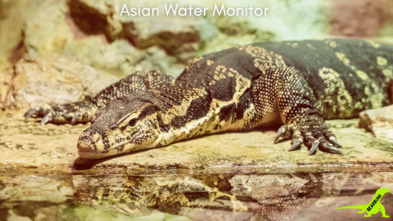 Monitor Lizards – Smart, Strong & Surprising Reptiles | BearBunk