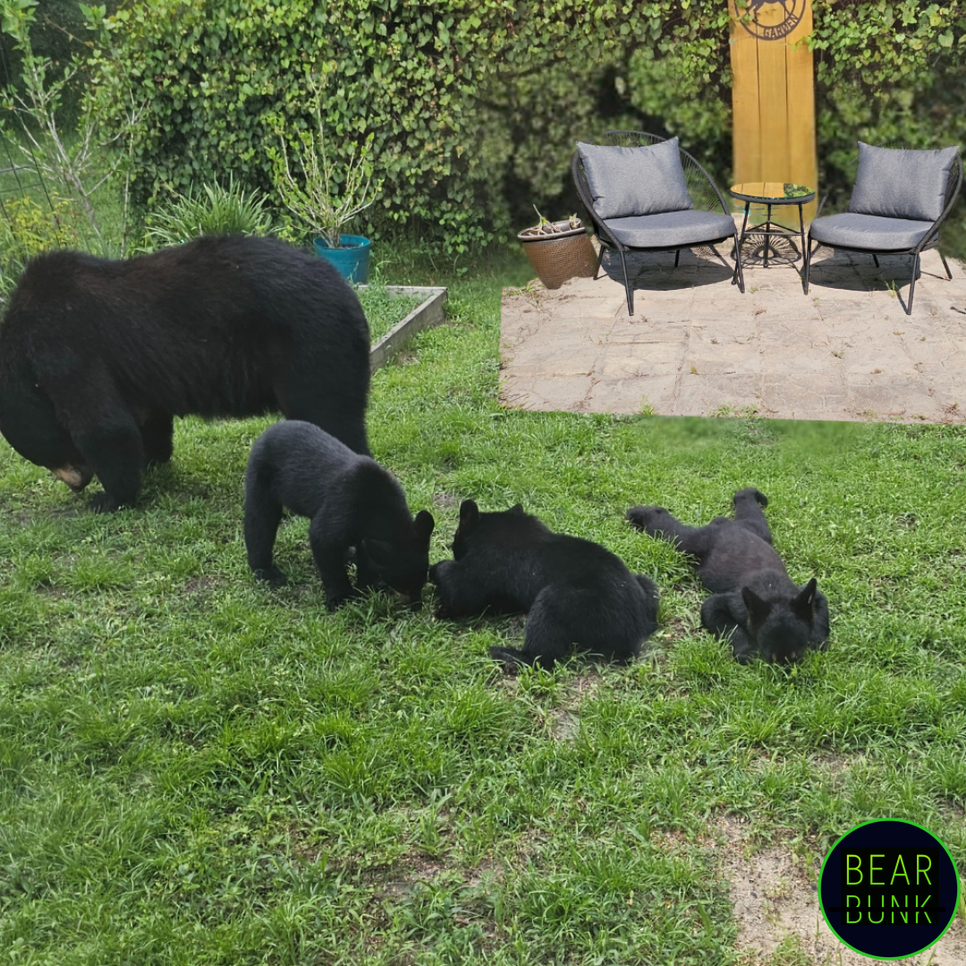 Backyard Wildlife Watching Guide: How to Spot Animals in Your Own Backyard