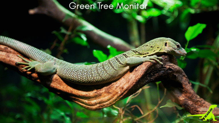 Monitor Lizards – Smart, Strong & Surprising Reptiles | BearBunk