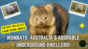 Meet the Wombat – Australia’s Adorable Engineer That Poops Cubes