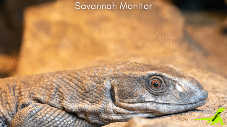 Monitor Lizards – Smart, Strong & Surprising Reptiles | BearBunk