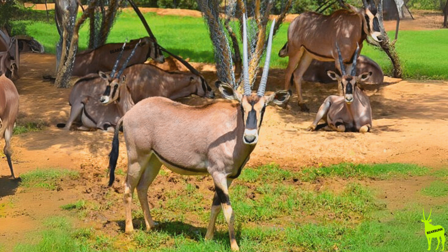 Gemsbok: Africa’s Mighty Desert Survivor