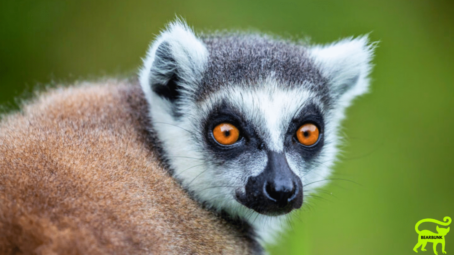 Lemurs of Madagascar: Playful Primates, Fun Facts & Wildlife Guide