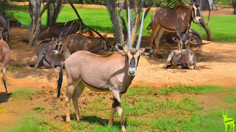 Gemsbok: Africa’s Mighty Desert Survivor