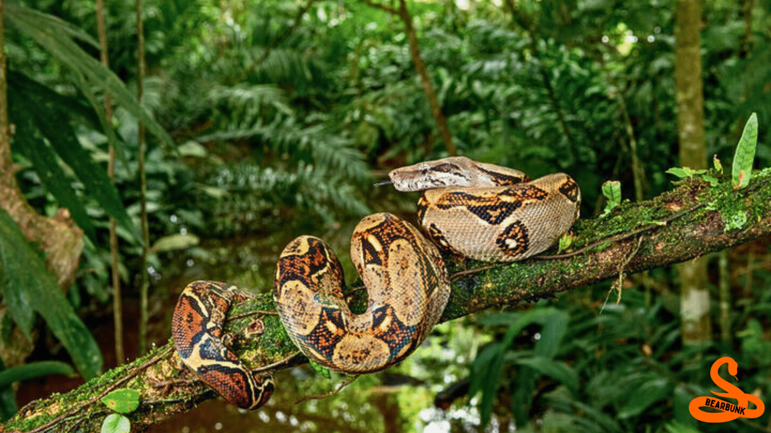 Boa Snakes – Masters of Stealth and Strength | BearBunk