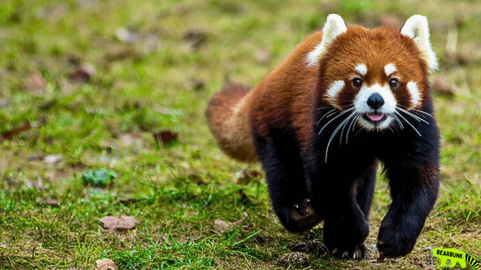 Red Pandas – Fun Facts, Habitat, Diet, and Baby Cubs | BearBunk