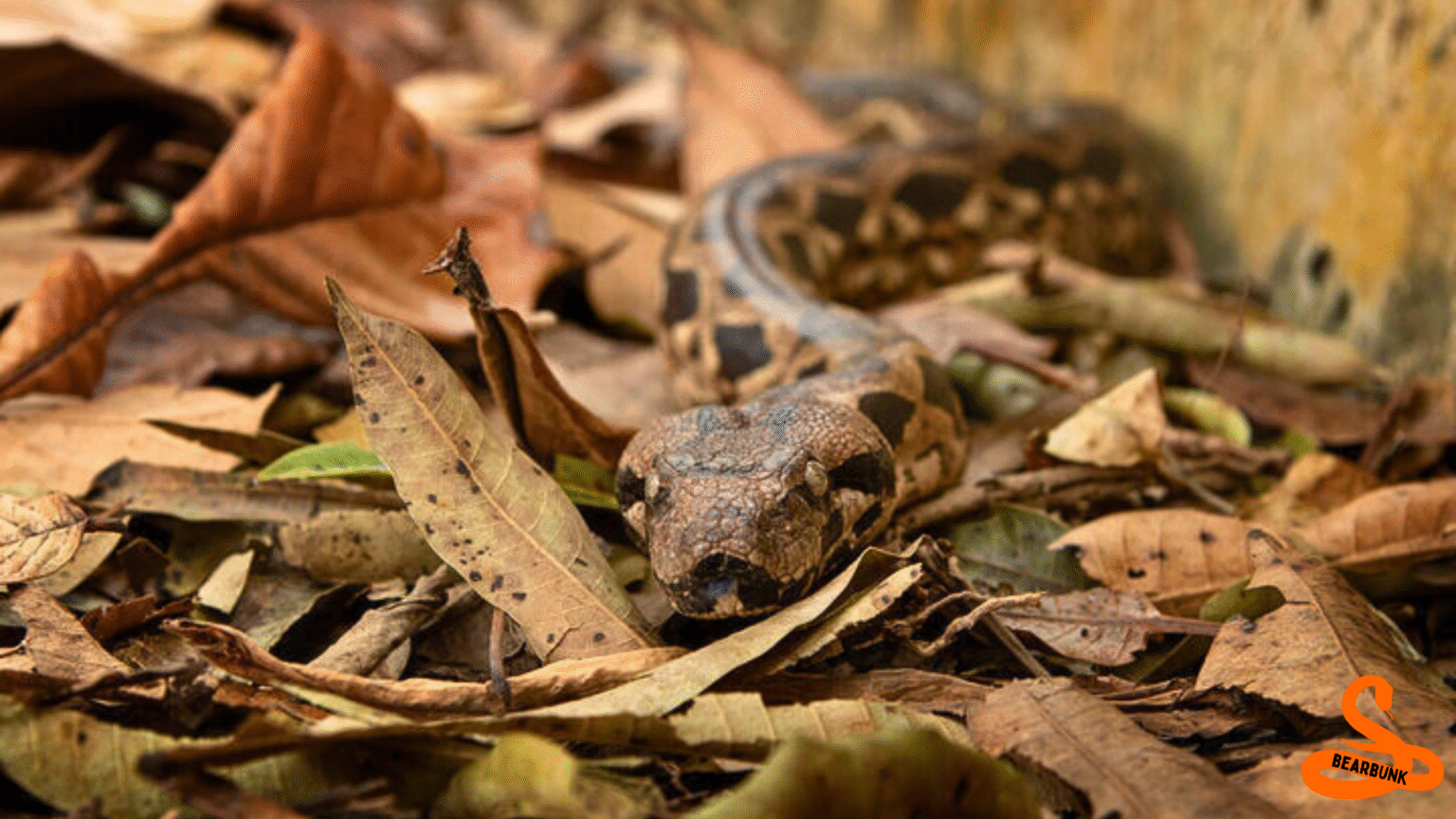 Boa Snakes – Masters of Stealth and Strength | BearBunk