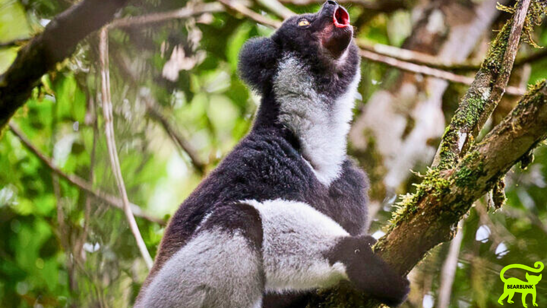 Lemurs of Madagascar: Playful Primates, Fun Facts & Wildlife Guide