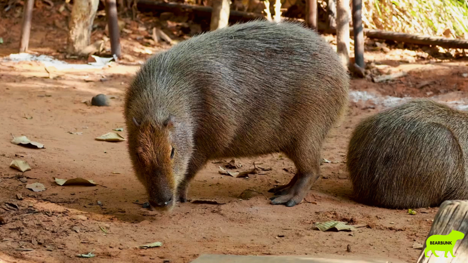 Capybara: Fun Facts About the World’s Largest Rodent