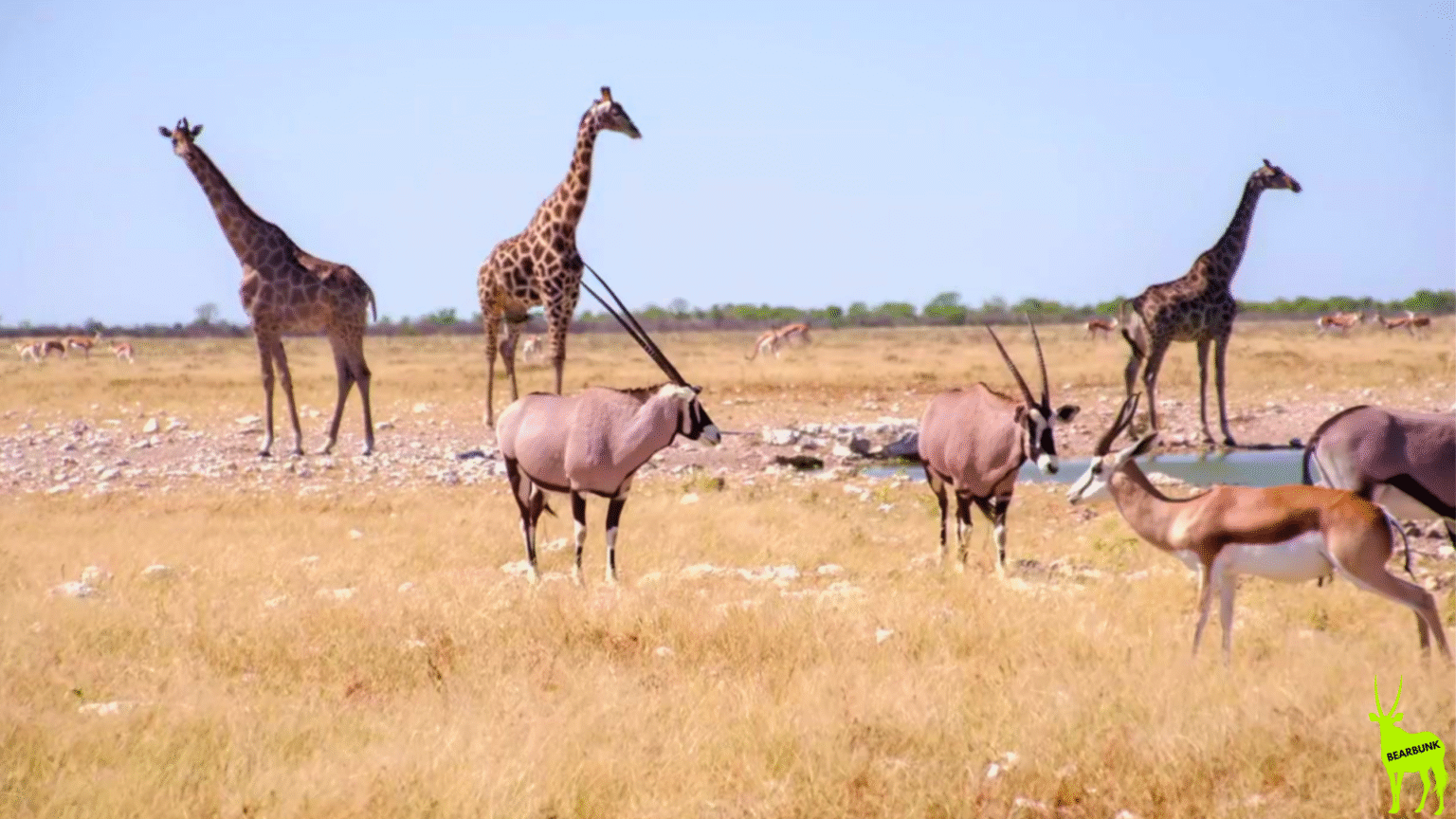 Gemsbok: Africa’s Mighty Desert Survivor
