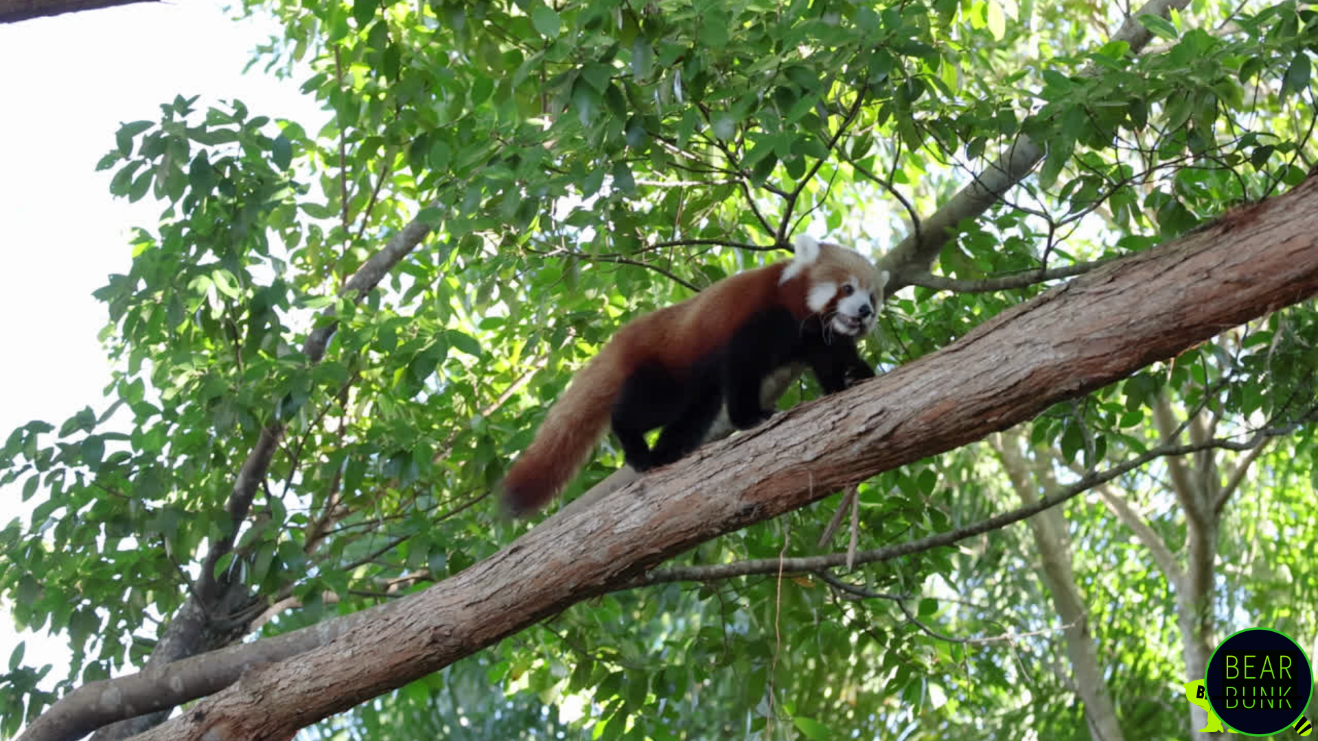 Red Pandas – Fun Facts, Habitat, Diet, and Baby Cubs | BearBunk