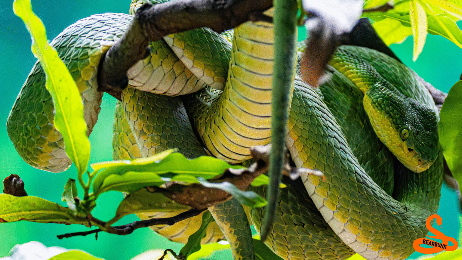 Boa Snakes – Masters of Stealth and Strength | BearBunk