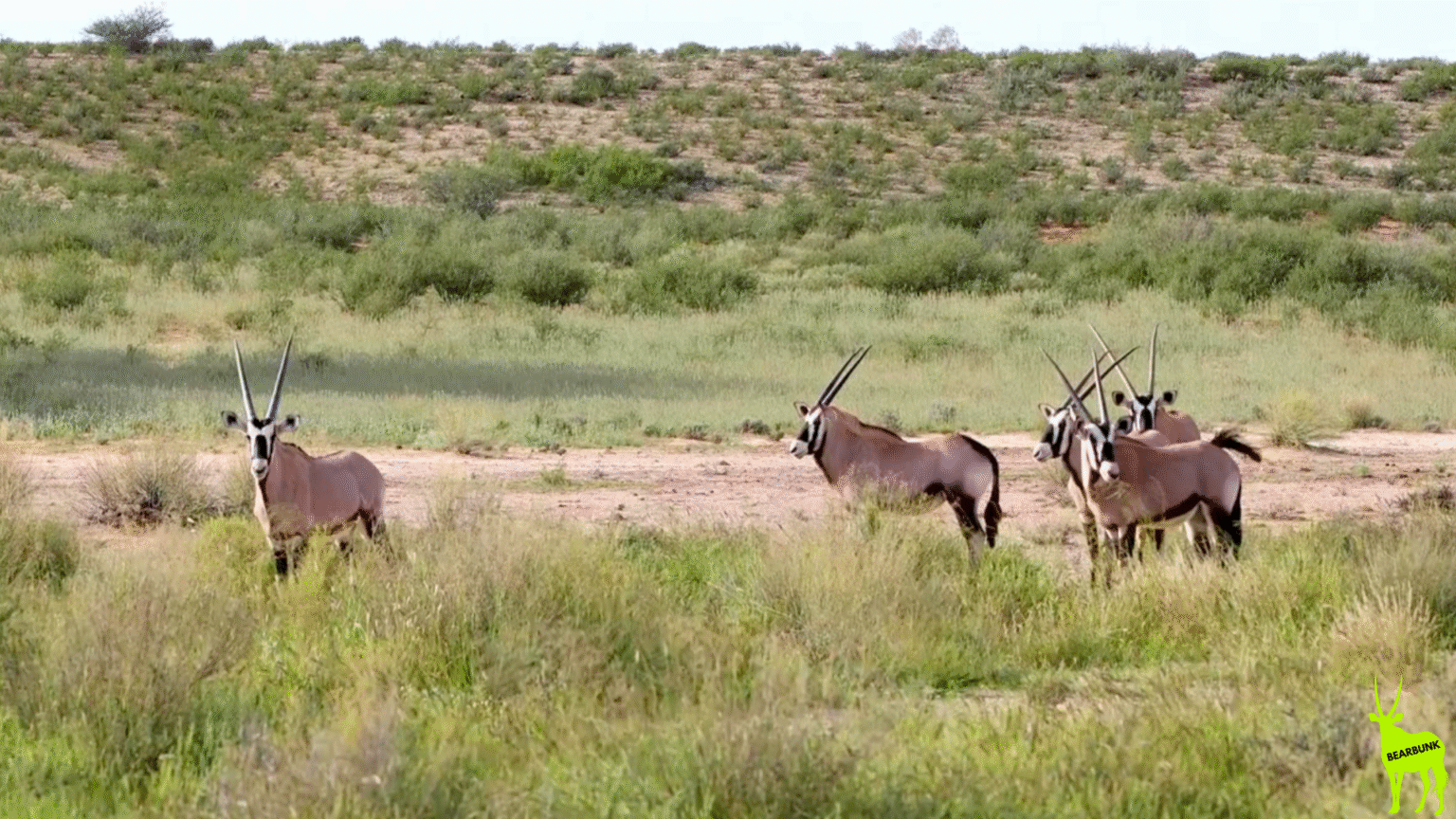 Gemsbok: Africa’s Mighty Desert Survivor
