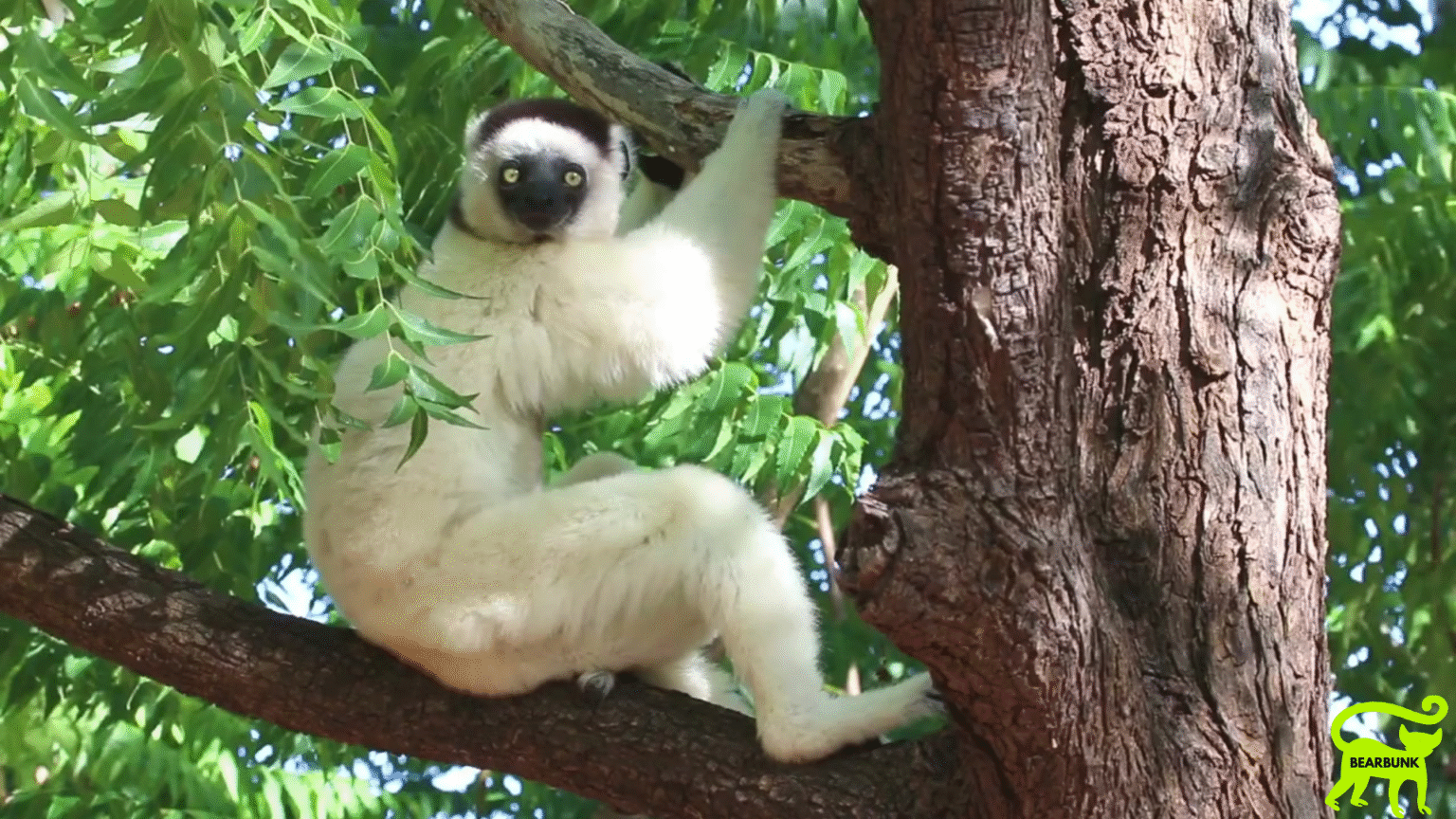 Lemurs of Madagascar: Playful Primates, Fun Facts & Wildlife Guide