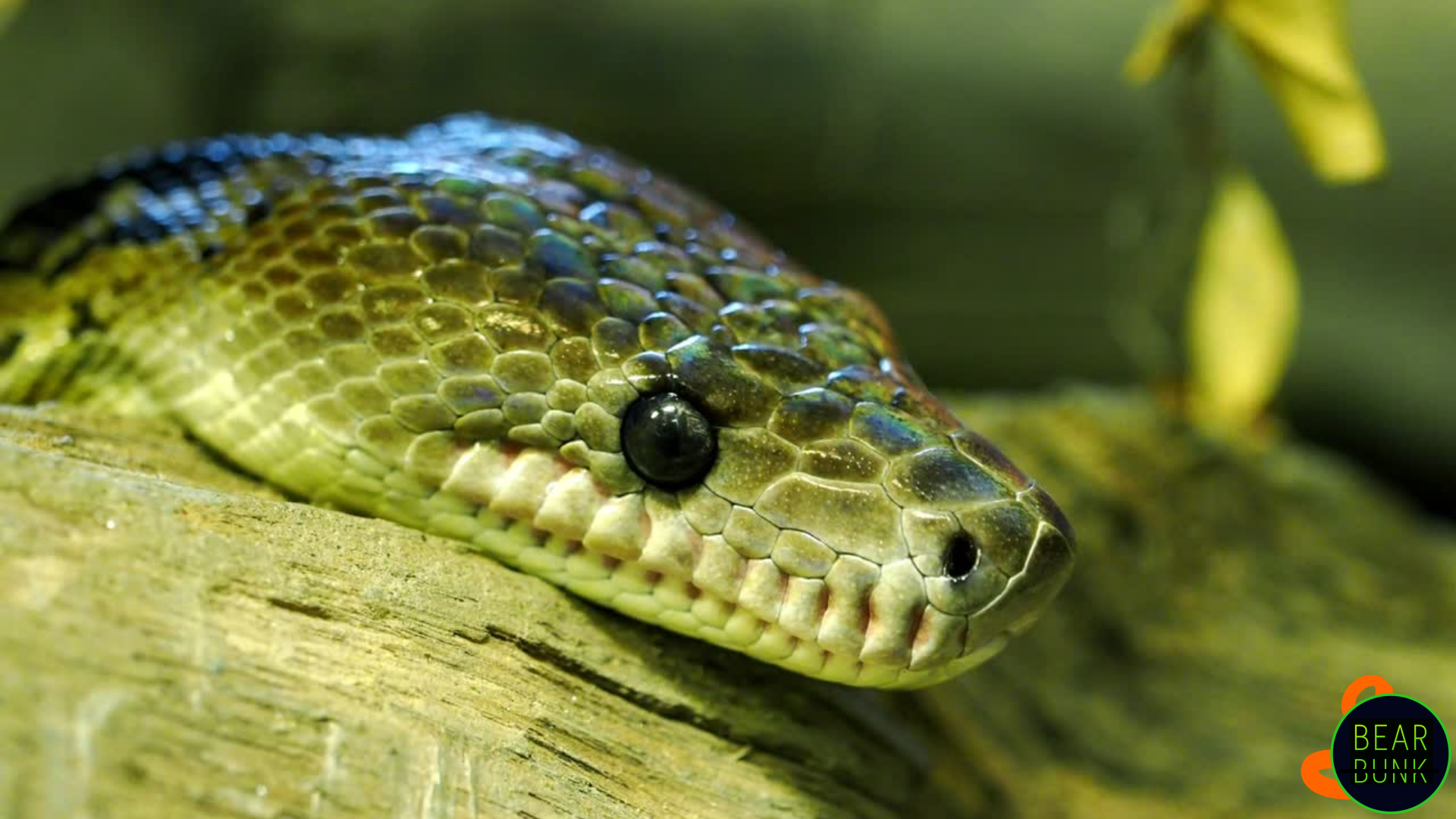 Boa Snakes – Masters of Stealth and Strength | BearBunk