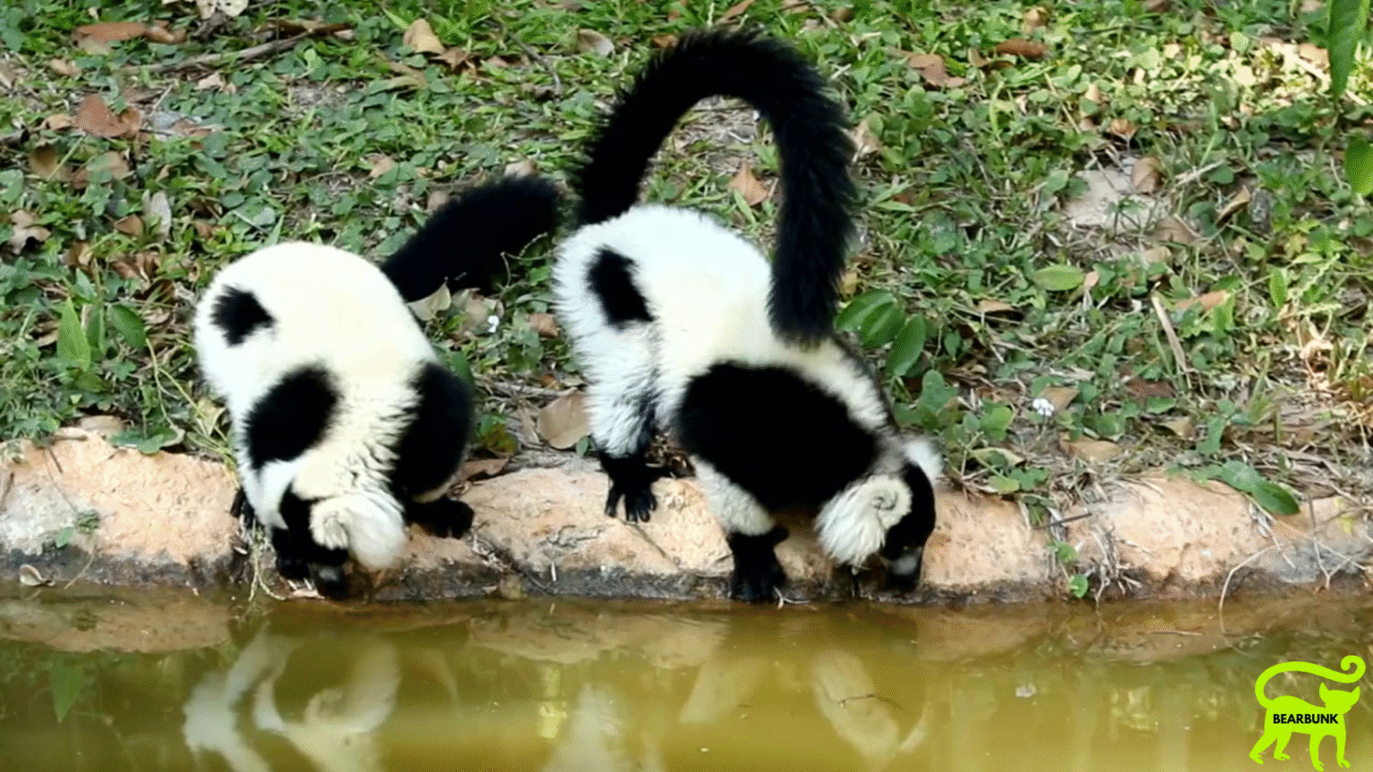 Lemurs of Madagascar: Playful Primates, Fun Facts & Wildlife Guide
