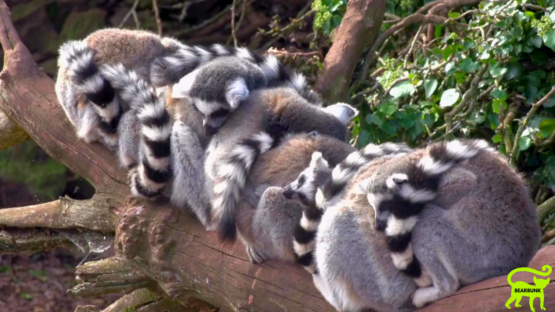 Lemurs of Madagascar: Playful Primates, Fun Facts & Wildlife Guide