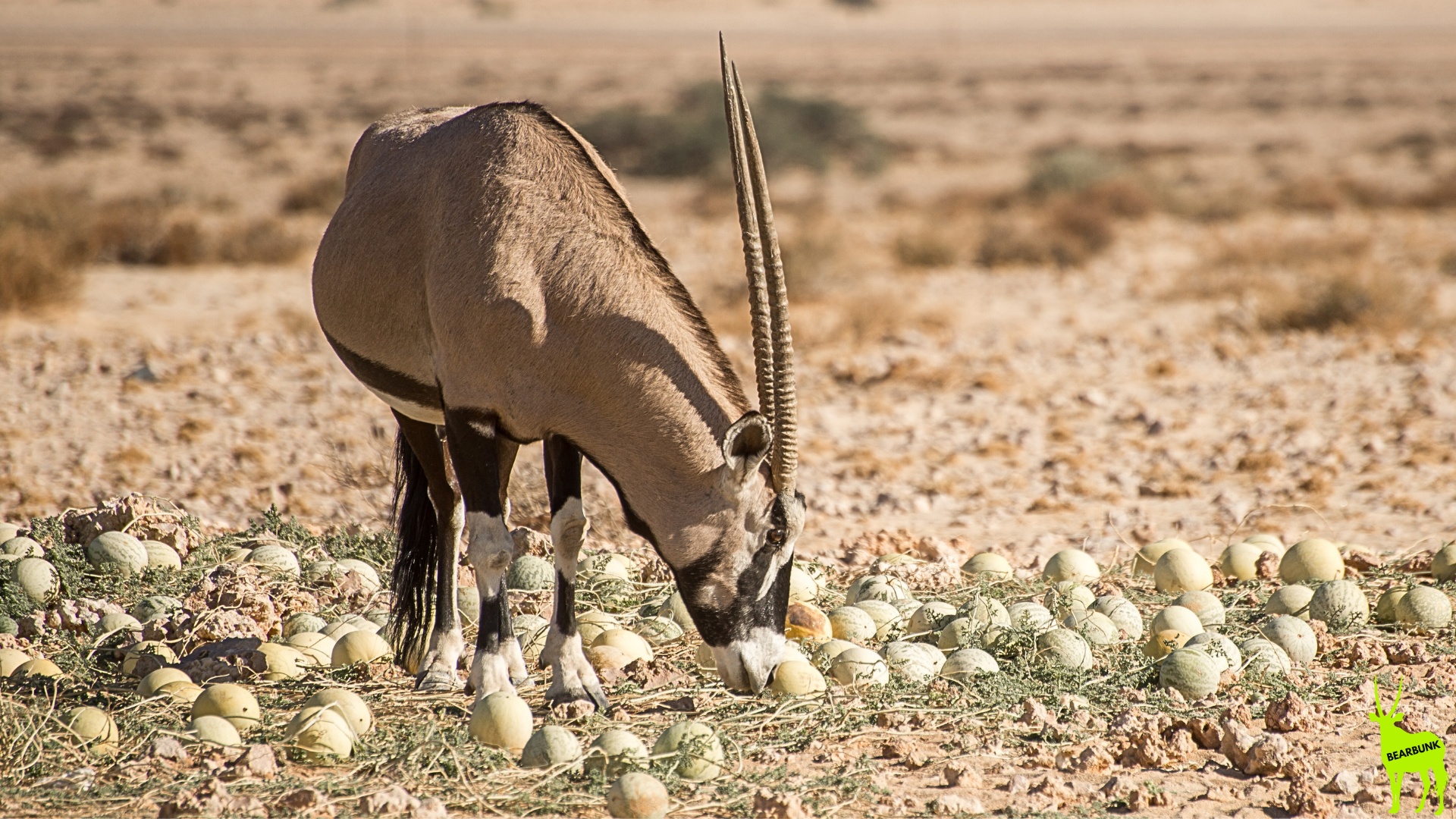 Gemsbok: Africa’s Mighty Desert Survivor