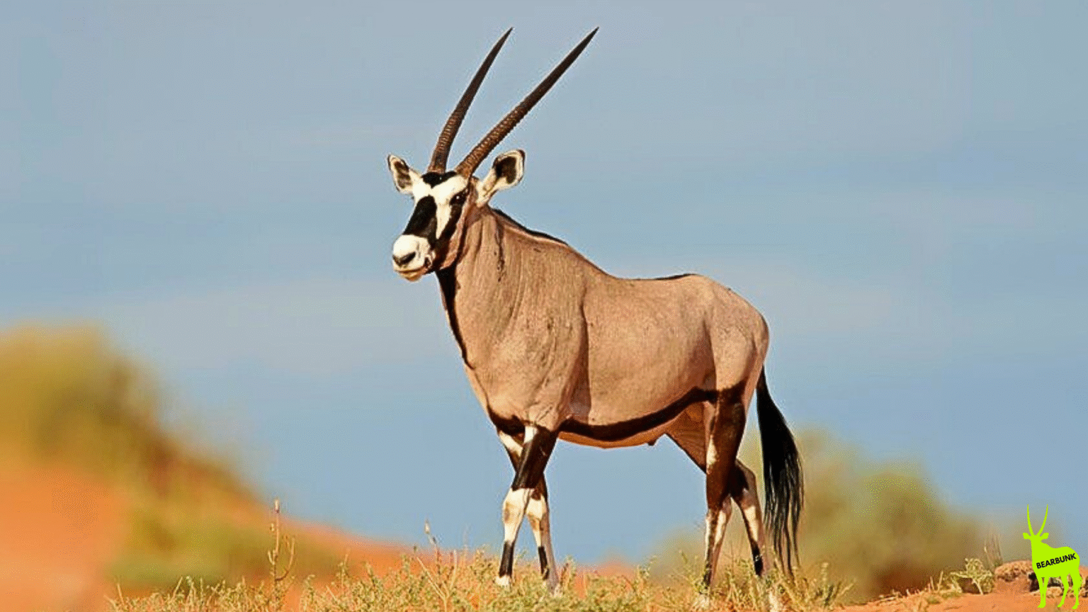 Gemsbok: Africa’s Mighty Desert Survivor